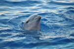 How Do Dolphins Sleep? Unihemispheric Sleep Explained - Earthy Critters