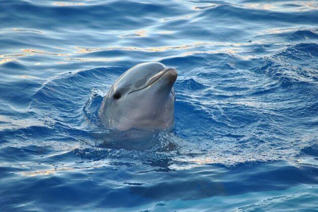 How Do Dolphins Sleep? Unihemispheric Sleep Explained - Earthy Critters