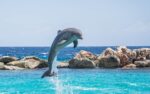 How Do Dolphins Sleep? Unihemispheric Sleep Explained - Earthy Critters