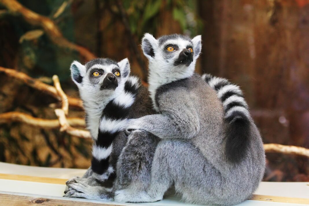 Zoo Animal Stereotypies: Understanding Repetitive Behaviors - Earthy ...