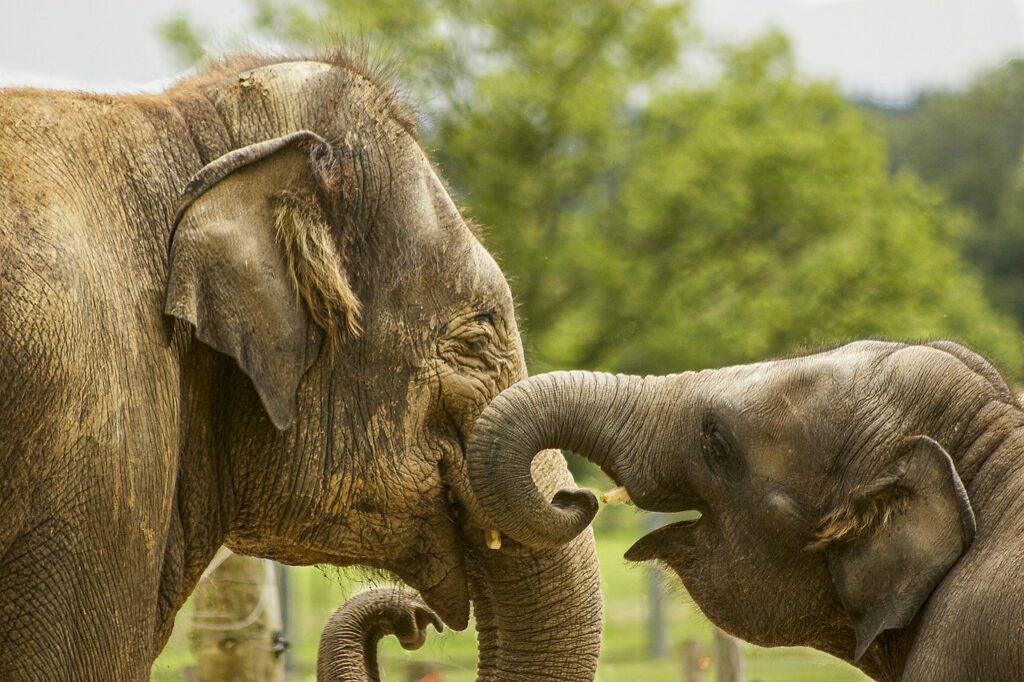 How Do Elephants Communicate? The Language of Giants - Earthy Critters