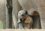 How Do Elephants Communicate? The Language of Giants - Earthy Critters