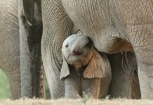 How Do Elephants Communicate? The Language of Giants - Earthy Critters