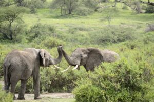 How Do Elephants Communicate? The Language of Giants - Earthy Critters